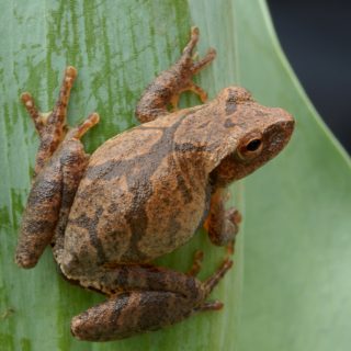 Spring Peeper Facts and Pictures
