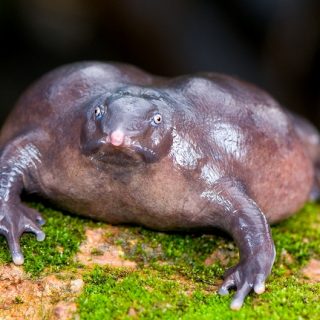 Purple Frog Facts and Pictures