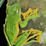 Wallace's Flying Frog Facts and Pictures