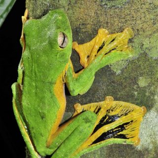 Wallace's Flying Frog Facts and Pictures