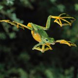 Vampire Frog Facts and Pictures