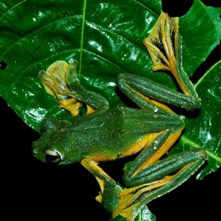 Wallace's Flying Frog Facts and Pictures