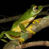 Pinocchio Frog Facts and Pictures