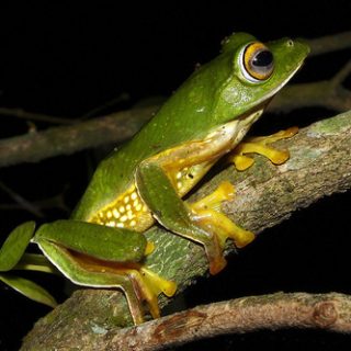 Vampire Frog Facts and Pictures