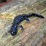 Blue Spotted Salamander Facts and Pictures