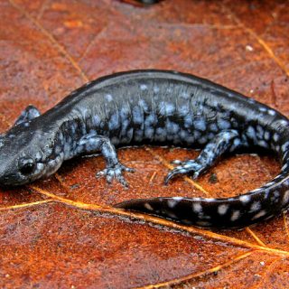 Blue Spotted Salamander Facts and Pictures