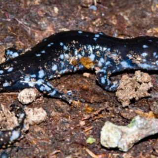 Blue Spotted Salamander Facts and Pictures