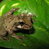 Mexican Tree Frog Facts and Pictures