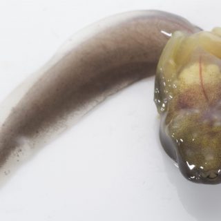 Vampire Frog Facts and Pictures