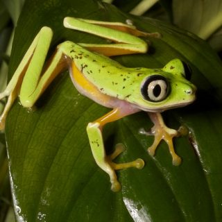 Pinocchio Frog Facts and Pictures
