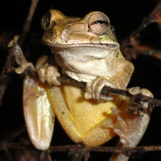 Mexican Tree Frog Facts and Pictures
