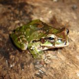 Mexican Tree Frog Facts and Pictures