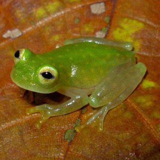 Vampire Frog Facts and Pictures
