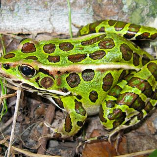 Northern Leopard Frog Facts and Pictures