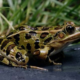 Northern Leopard Frog Facts and Pictures