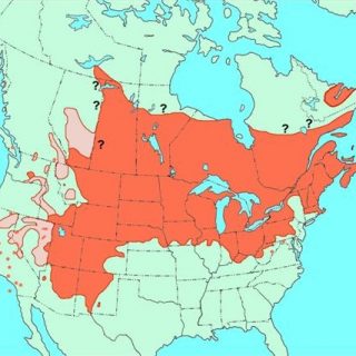 Northern Leopard Frog Facts and Pictures