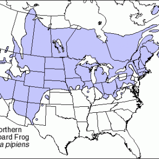 Northern Leopard Frog Facts and Pictures