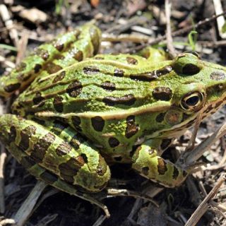 Vampire Frog Facts and Pictures