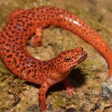 Red Salamander Facts and Pictures