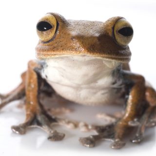 Vampire Frog Facts and Pictures