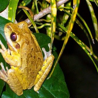 Mexican Tree Frog Facts and Pictures