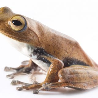Vampire Frog Facts and Pictures