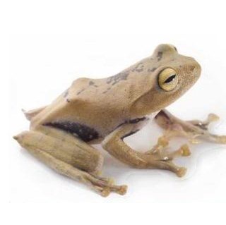 Vampire Frog Facts and Pictures