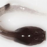 Vampire Frog Facts and Pictures