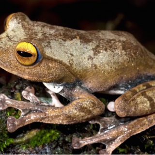 Vampire Frog Facts and Pictures