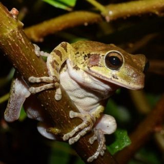 Mexican Tree Frog Facts and Pictures