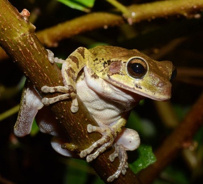 Mexican Tree Frog Facts and Pictures