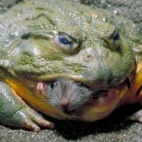 African Bullfrog Facts and Pictures