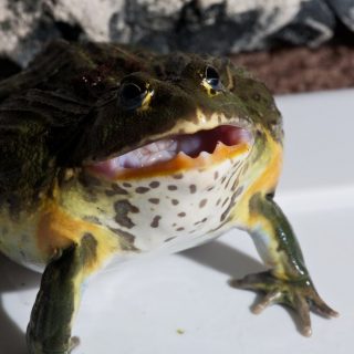 African Bullfrog Facts and Pictures
