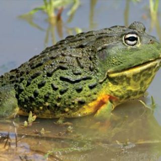 African Bullfrog Facts and Pictures