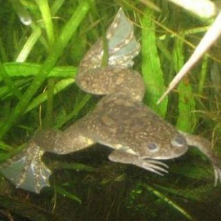 African Clawed Frog Facts and Pictures