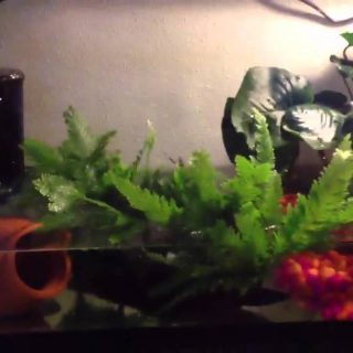 African Clawed Frog Facts and Pictures