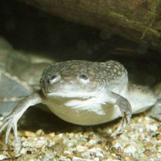 African Clawed Frog Facts and Pictures