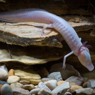 Lesser Siren Facts and Pictures