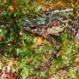 Bornean Rainbow Toad Facts and Pictures
