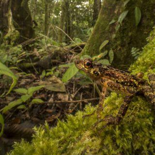 Bornean Rainbow Toad Facts and Pictures