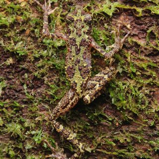 Bornean Rainbow Toad Facts and Pictures