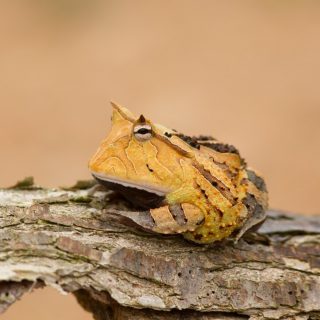 Surinam Horned Frog Facts and Pictures