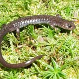Salamanders: Facts and List of Different Types With Pictures