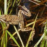 Vampire Frog Facts and Pictures