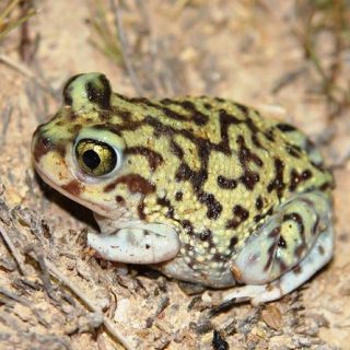 Puerto Rican Crested Toad Facts and Pictures