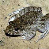 Pinocchio Frog Facts and Pictures