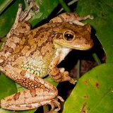 Cuban Tree Frog Facts and Pictures