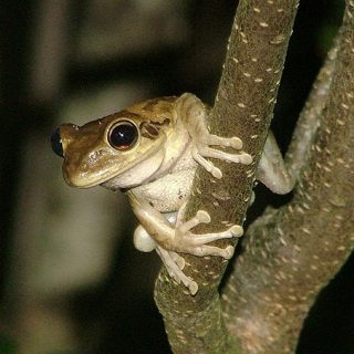 Cuban Tree Frog Facts and Pictures