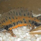 Newts: Facts and List of Types With Pictures - Amphibian Fact