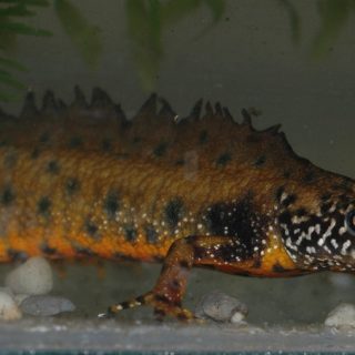Danube Crested Newt Facts and Pictures